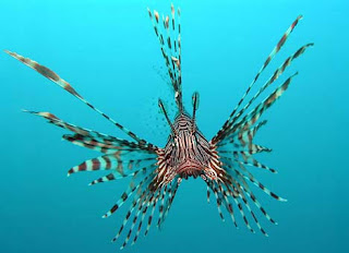 PK Gaming: The Top 10 Sea Creatures Not Yet In Pokemon