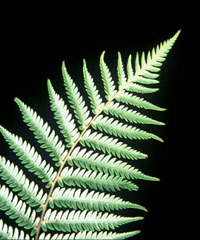 Repetition In Nature