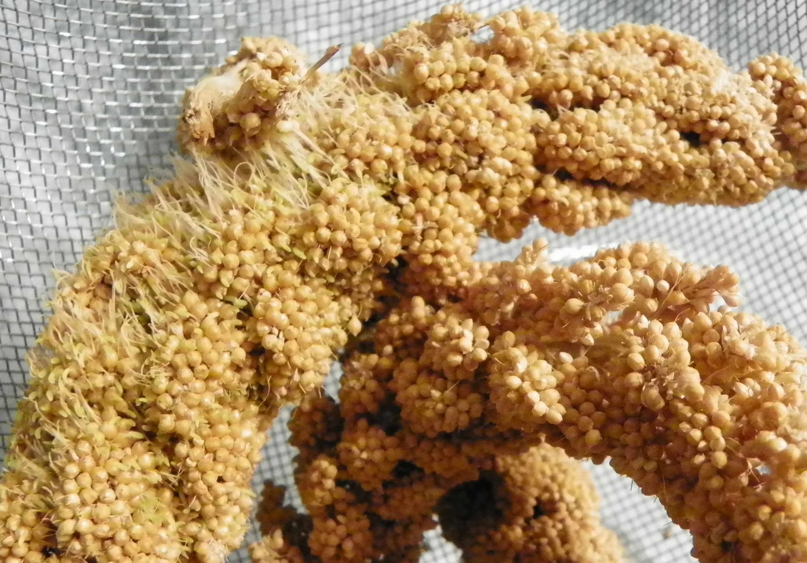 Staring at Birds and Goats: Bird Tip - Sprouting Revisited