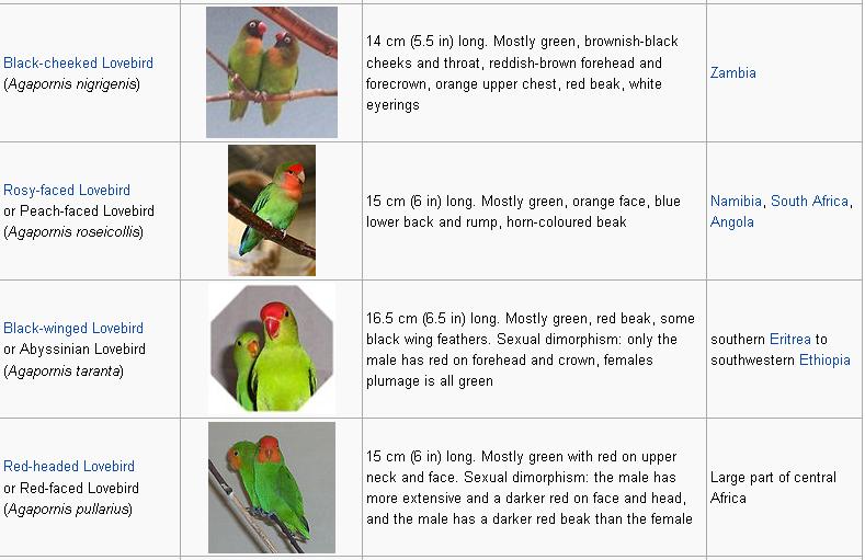 Love Birds: INTRODUCTION