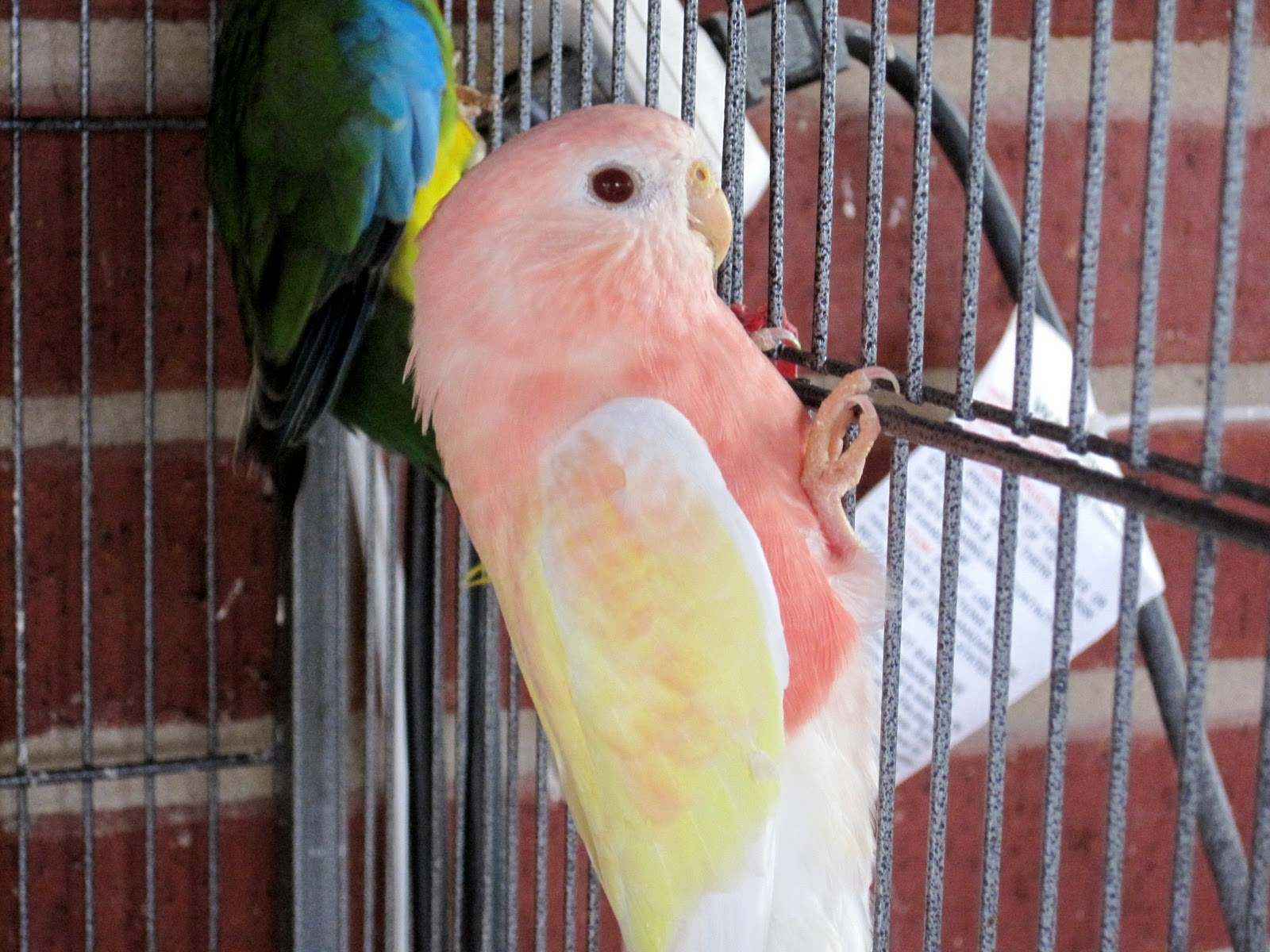 Happy Bird Place Finch and Grasskeet Blog: Spring is here...