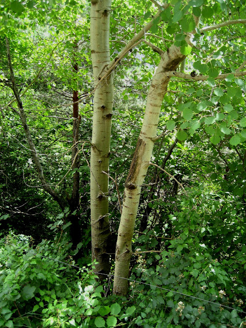Árboles con alma: Álamo temblón. Trèmul. (Populus tremula)