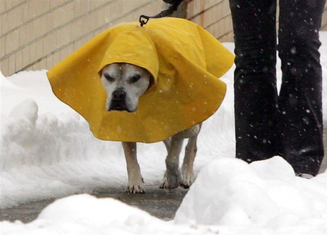 Safely Exercise Your Dog in the Rain | Doggy Tid-Bits