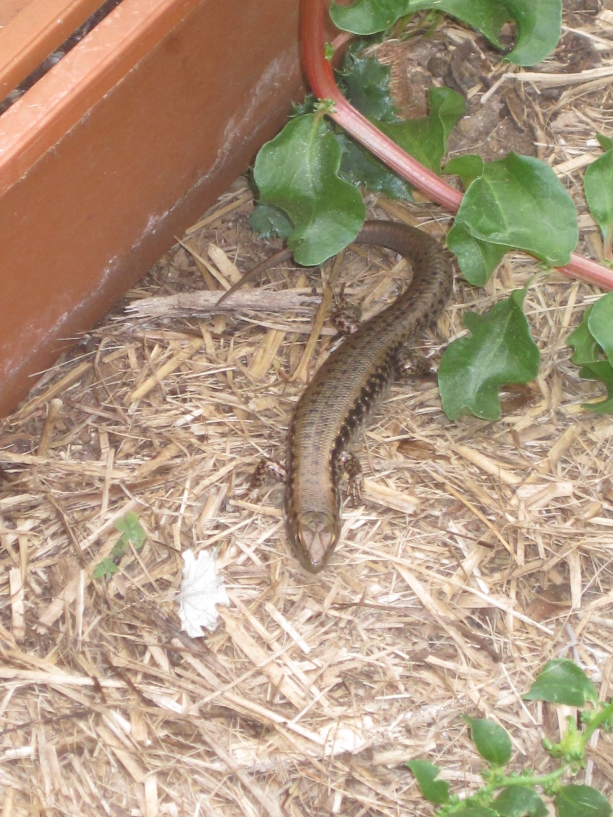 Aussie Cyn: Moora Moora