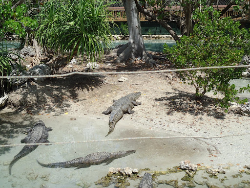 Non è mai troppo tardi per...: Miami - Kew West - 25/3 - 4/4/2012 ...