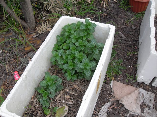 Which are the hardiest herbs? – Ground to Ground