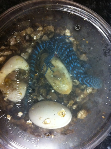 Blue Tree Monitors Hatching | Reptile Forums