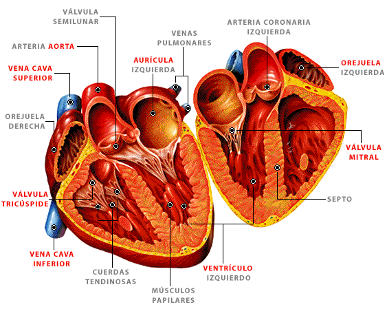 Aurori :): Aparato circulatorio
