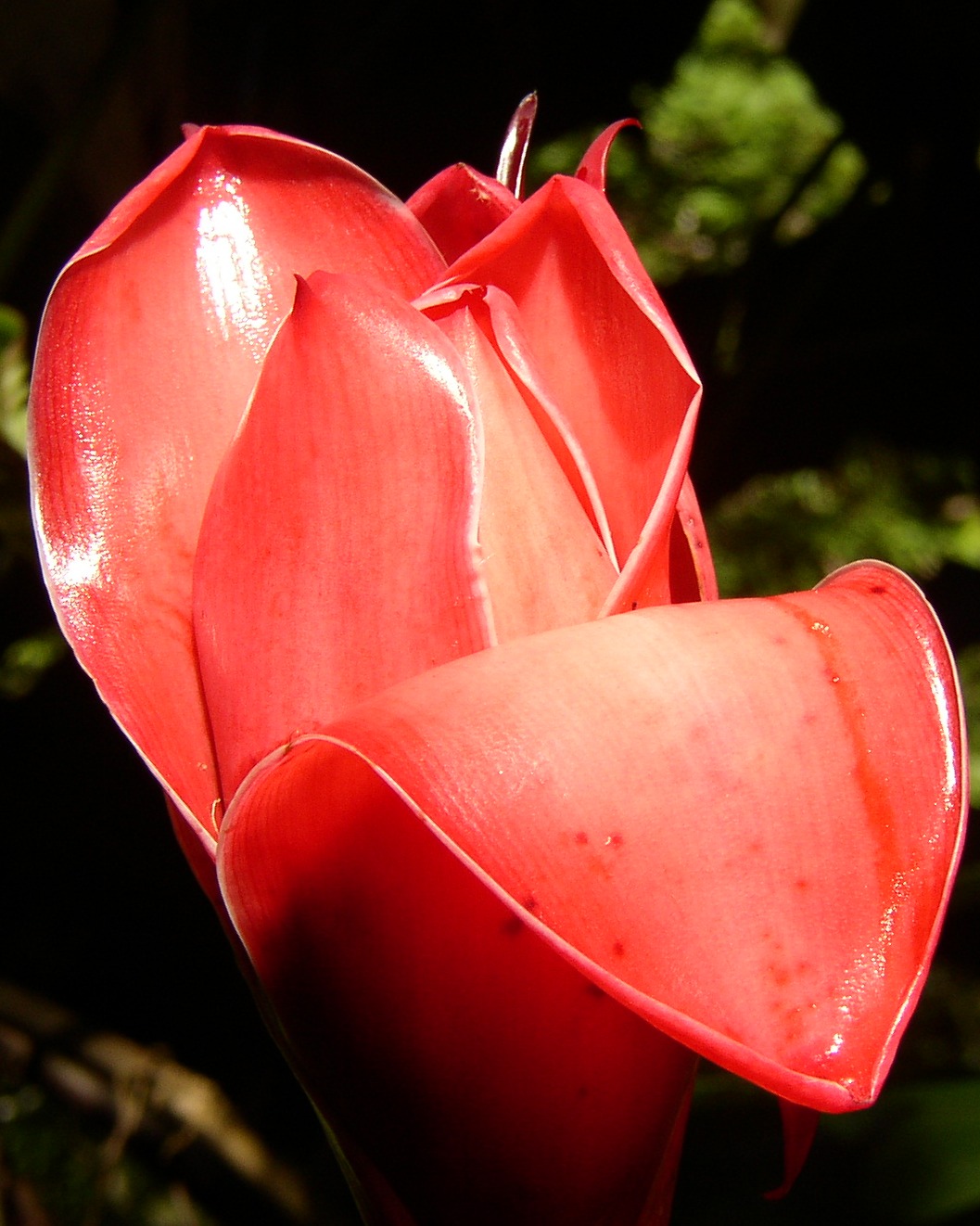 PlantPostings: Time for spring break!