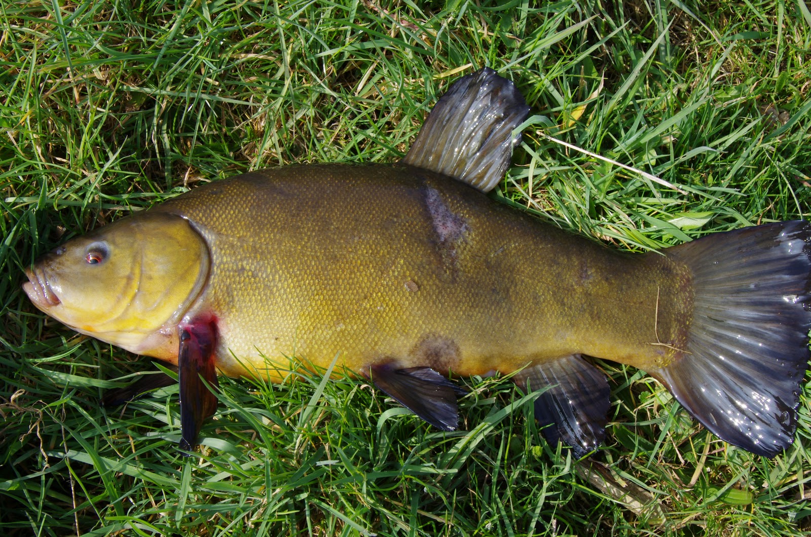 De belevenissen van een "Karper"visser.!: Karpervissen in 2011 is gestart.