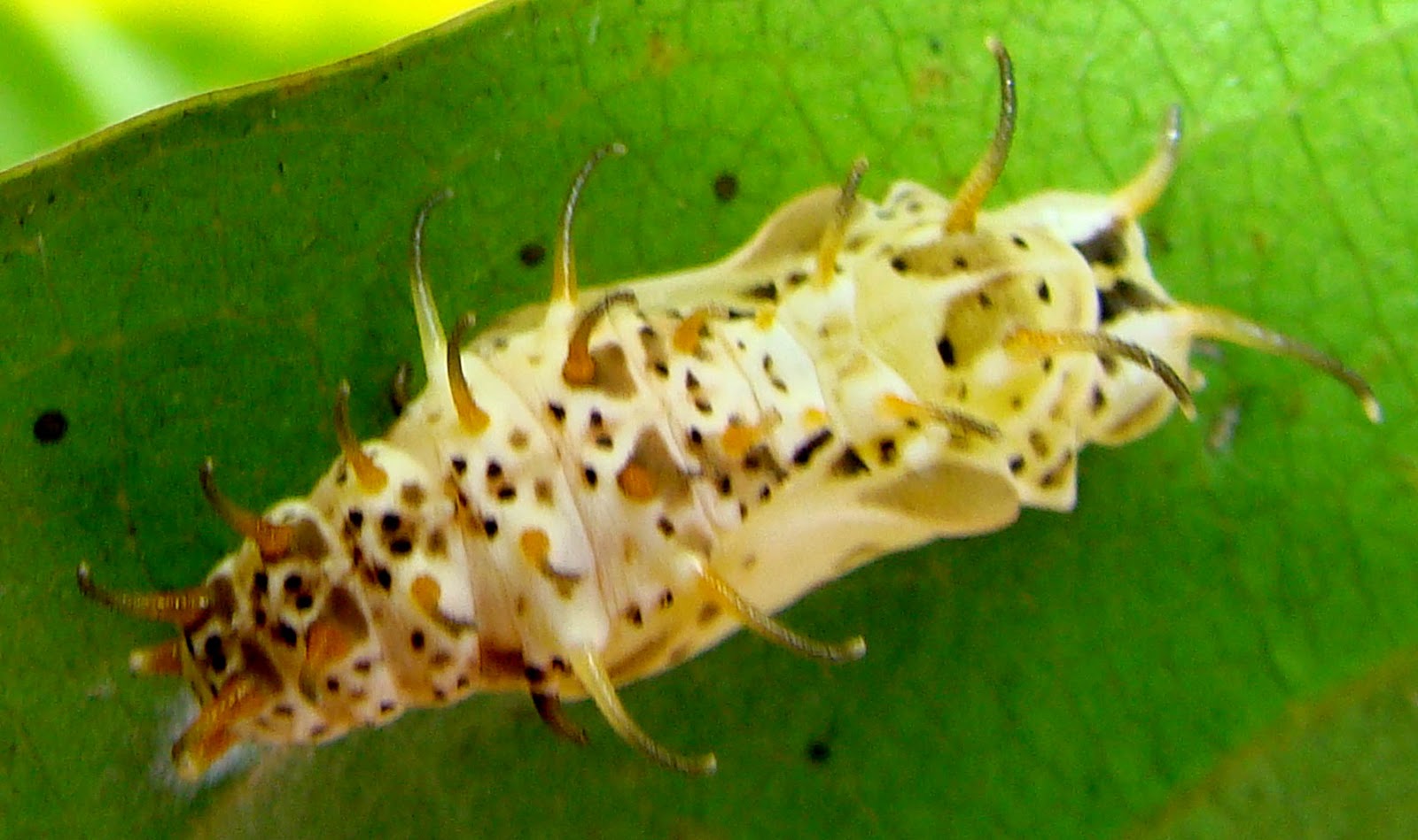 Insects of Kerala: TAMIL YEOMEN BUTTERFLY (Cirrochroa thais)
