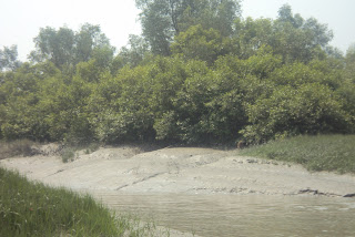 Sundarbon: Sundarban's Discription