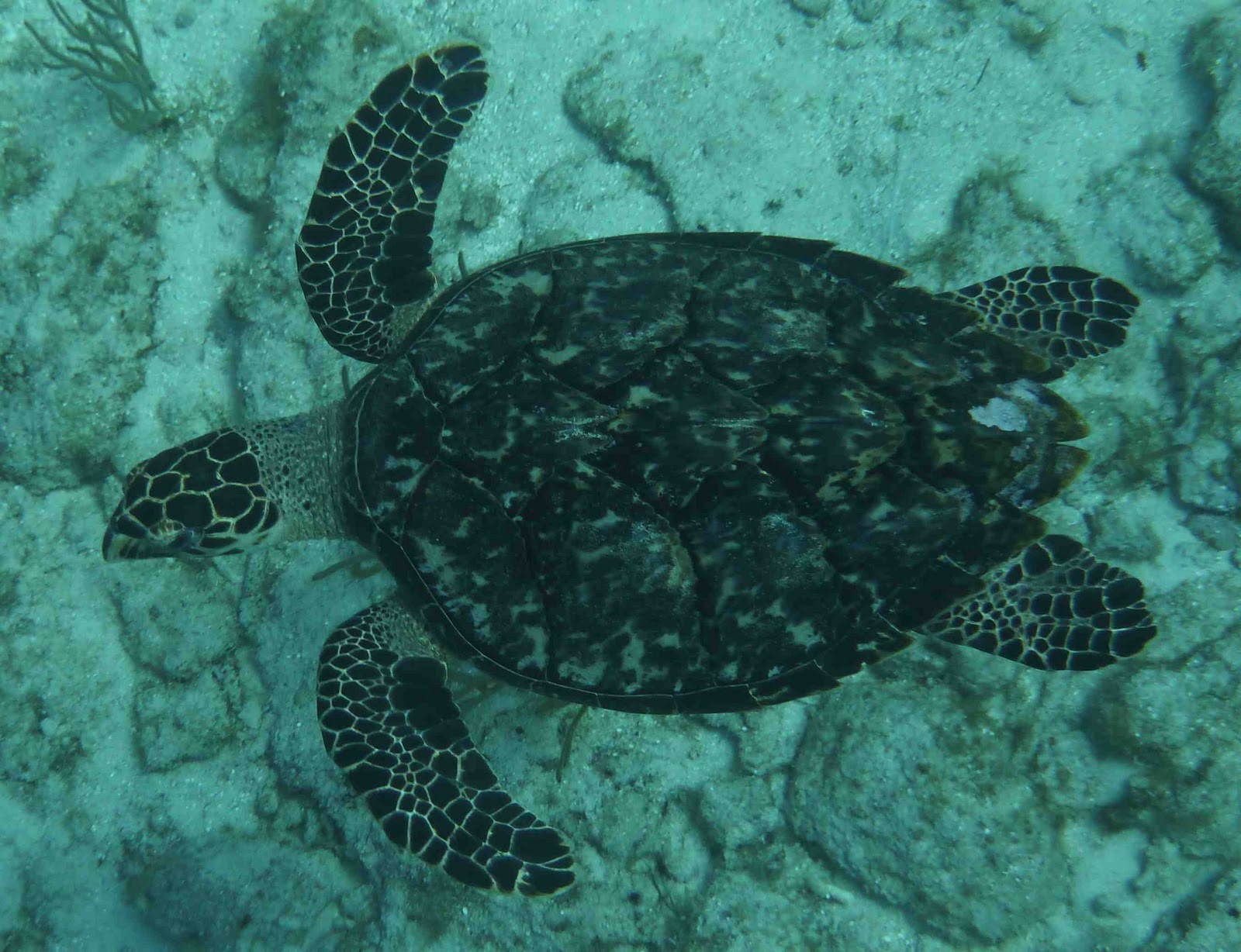 SES Roatan Dive Camp Field Study 2011