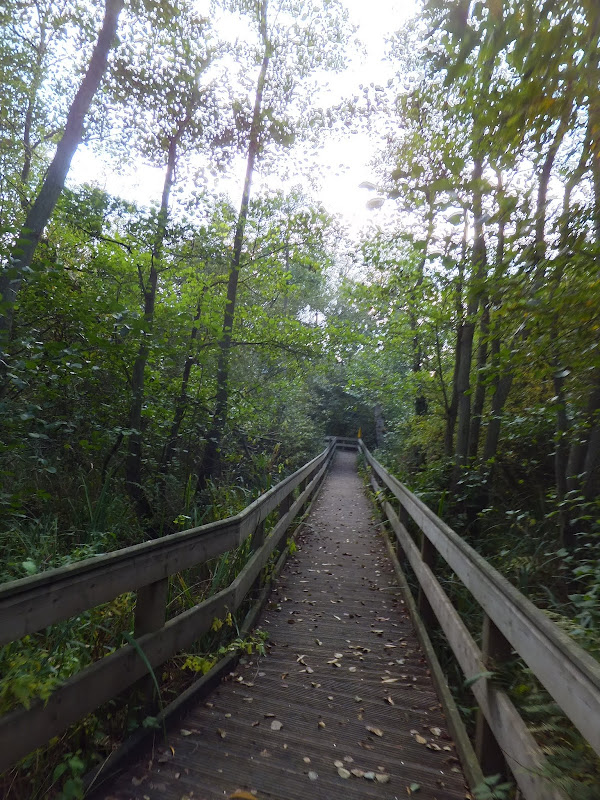 A Norfolk Broads Walk from Neatishead to Horning ~ Griffmonsters Great ...