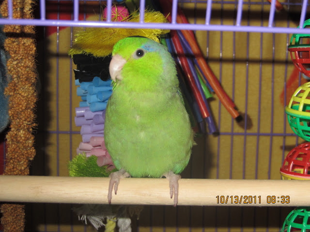 Gallery | Celestial Parrotlets