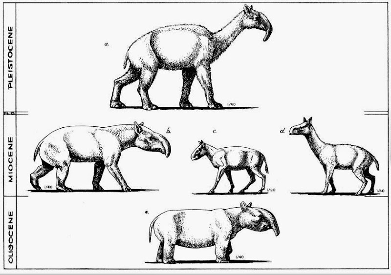 Lifting the veil of the megafaunal extinctions: South American native ...