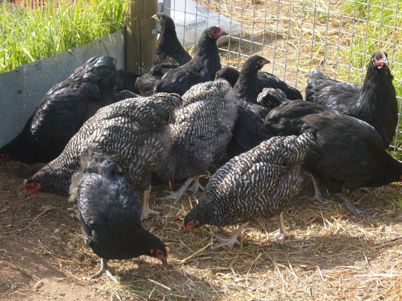 Barb'sBackyard: Chooks Make Mulch.
