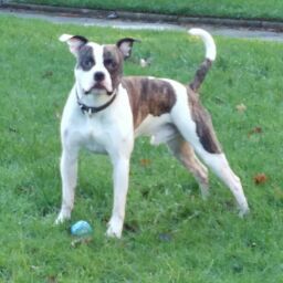 Colin Bremner Phone Number, Address, Age, Contact Info, Public Records ...