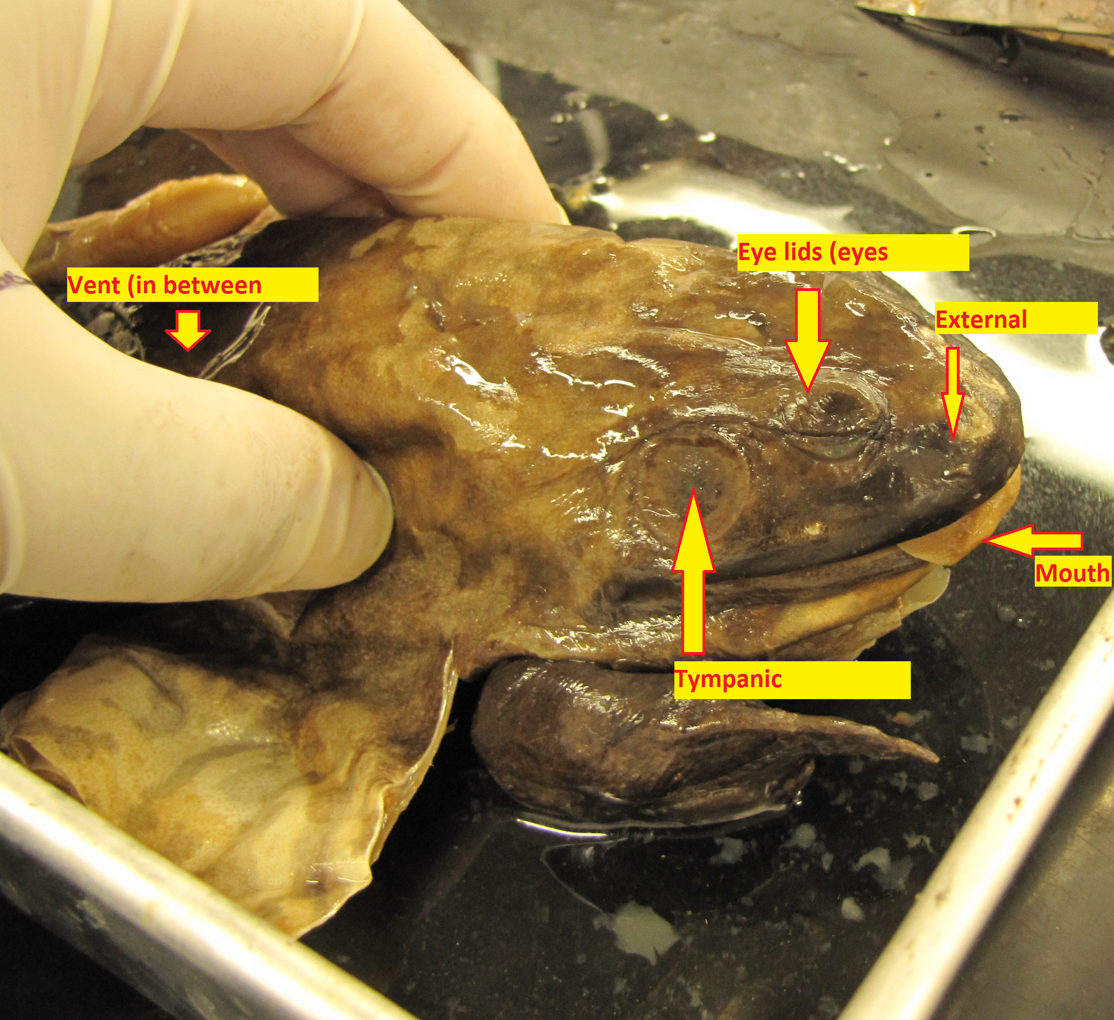 Bio 324 Vert Zoo CSULB: Frog Dissections