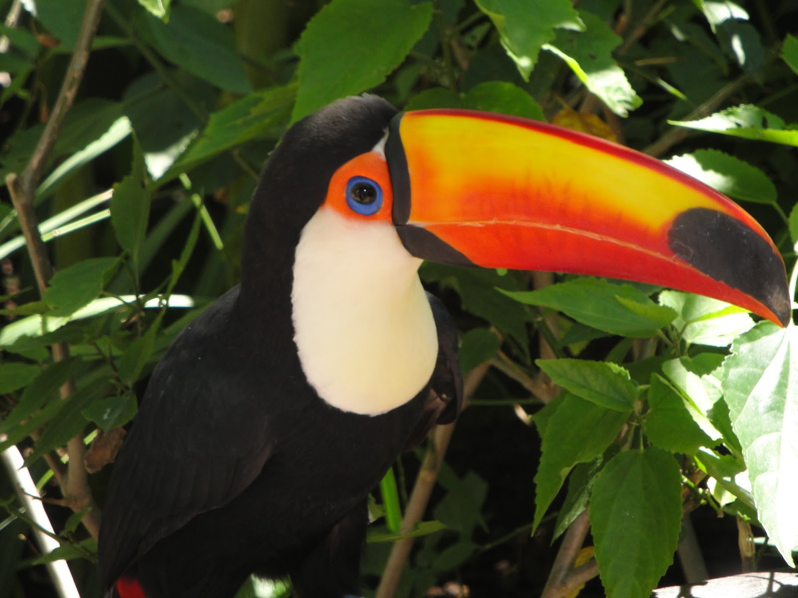 NO PASSERIFORMES: Familia Ramphastidae TUCANES