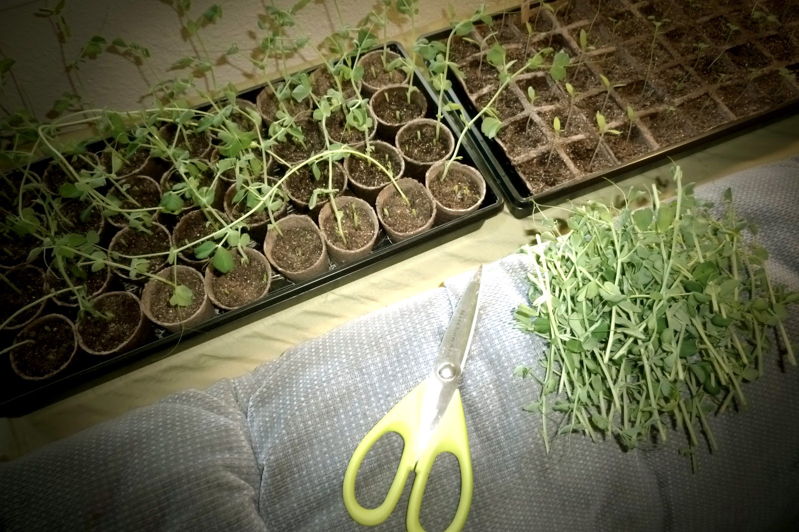 Sow Mama Sow: Thinning the crop... a lesson learned.