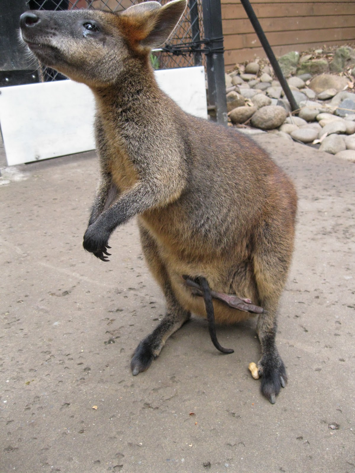 portengaround: Sydney: Toronga Zoo