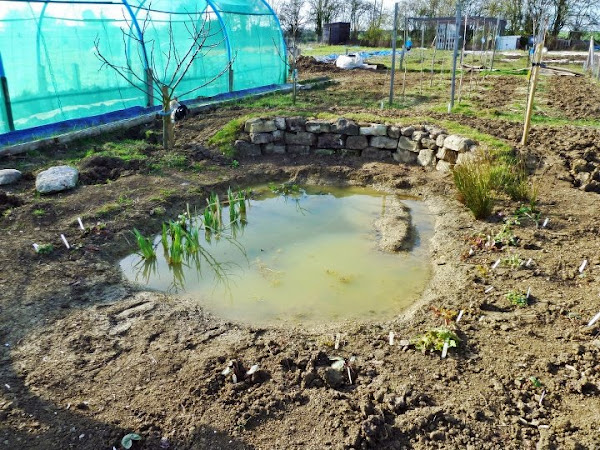 Allotment Heaven: Making a clay lined pond