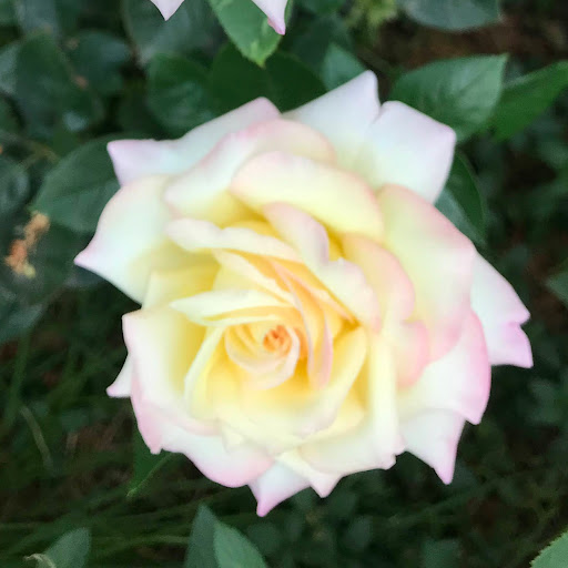 Michelle Tonozzi - Age, Phone Number, Address, Contact Info, Public ...