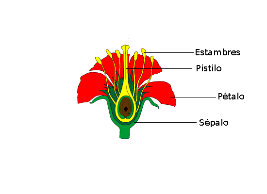 Partes de una rosa - Imagui