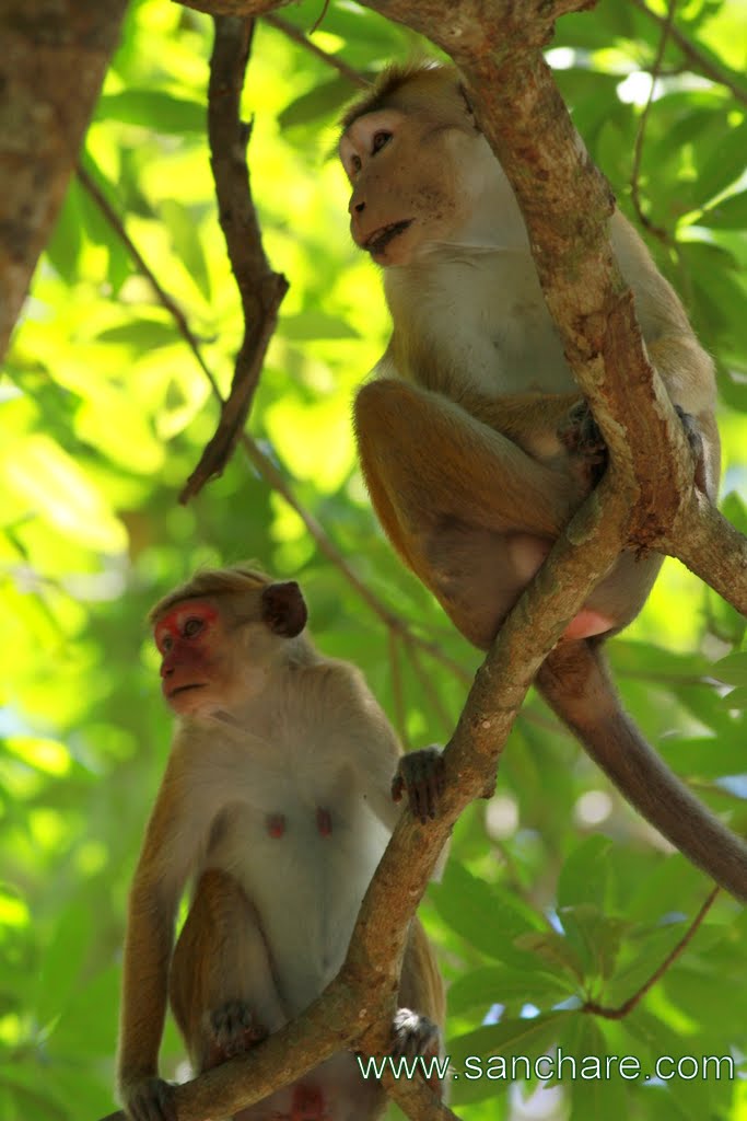 Kumana National Park | AmazingLanka.com