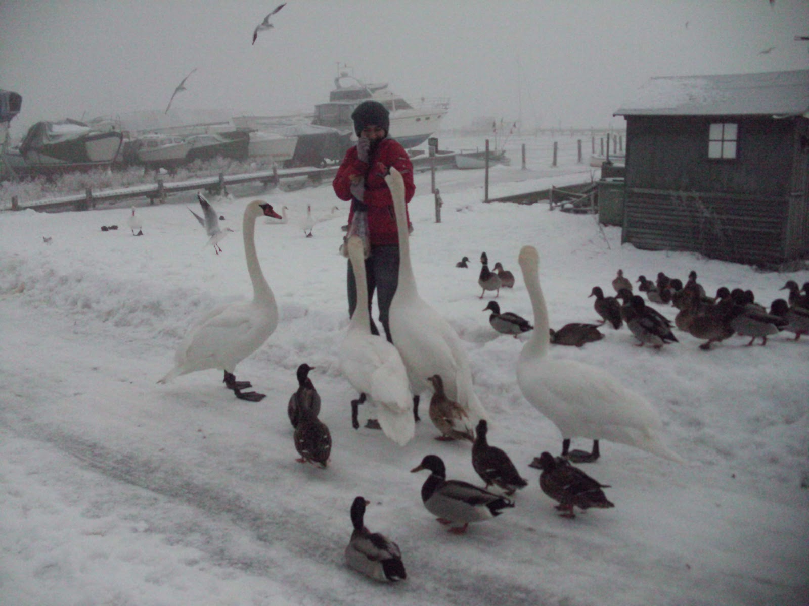 Hatice Çatık: Danish National Birds: SWANS