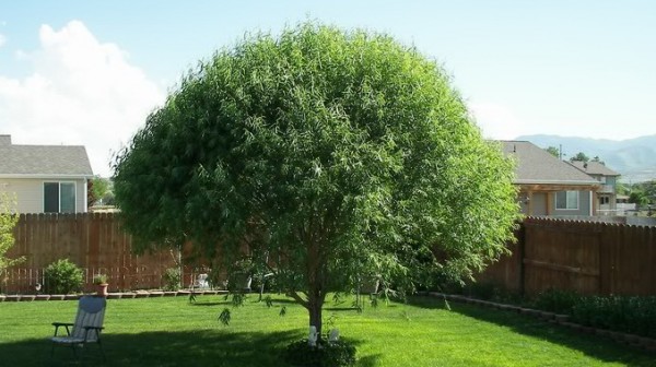 the Hatch Family: Bloomin!