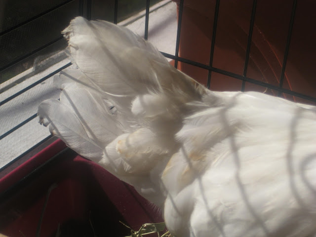 What do you think Banshee's sex is?? {pic overload} | BackYard Chickens ...