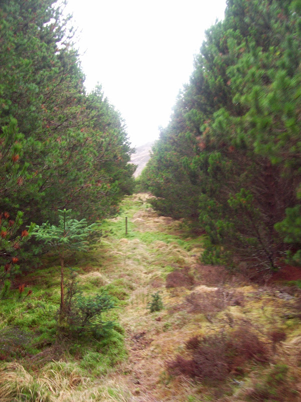 Walk Report - Sutherland hills: Glen Evelix • Walkhighlands