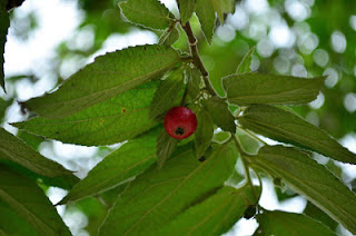 Manfaat Buah Kersen (ceri jawa) untuk Kesehatan yang tidak banyak yang ...