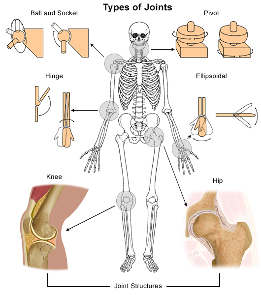 ALIT ADI SANJAYA: MUSCULOSKELETAL SYSTEM (JOINT/ ARTICULATION)