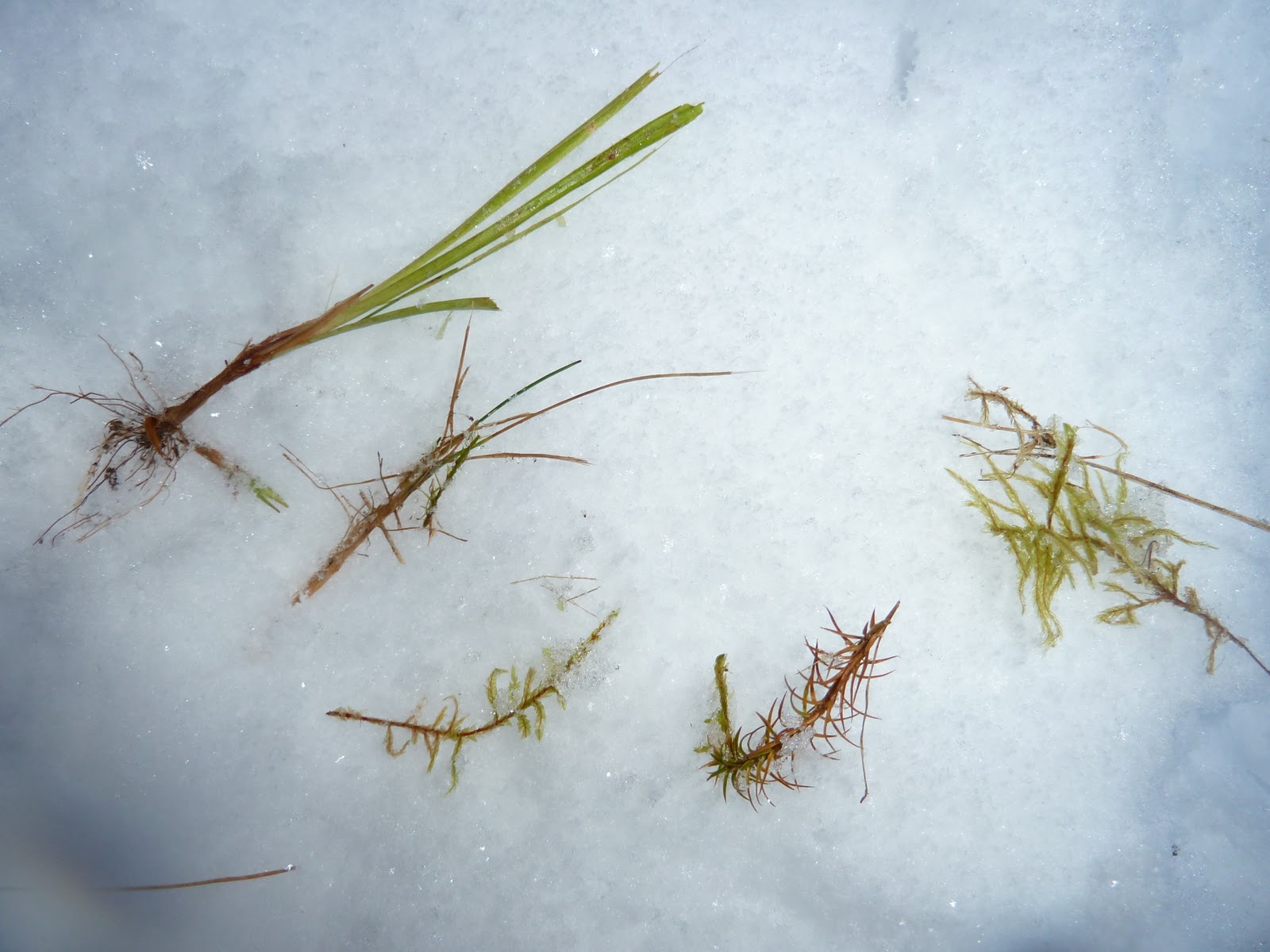 Talven kasvit: Tutkimuksen tuloksia: kasvit