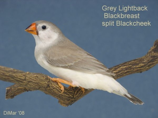 black breasted, black faced PENGUIN ZEBRA FINCH??? - Aussie Finch Forum