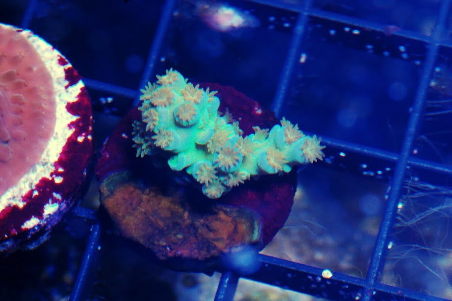 Reef Raft Orange Passion | Reef2Reef