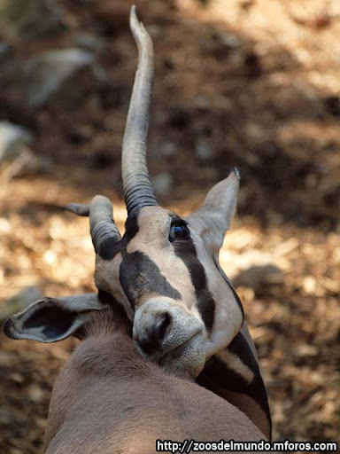 Zoos del Mundo - Órices (Oryx spp.) - Fotografia
