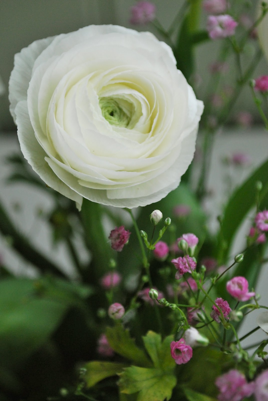 Fröken Gröns Blogg: Tulpaner och ranunkler