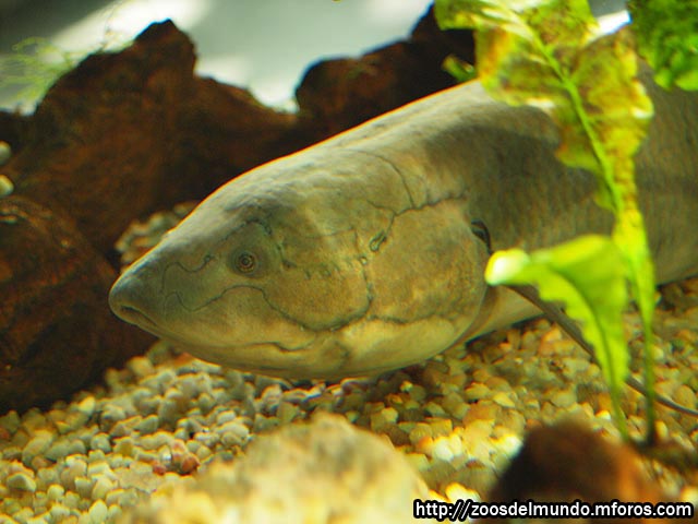 Zoos del Mundo - Peces pulmonados (Dipnoi) - Fotografia