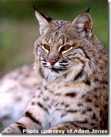 Life is a Journey: Bobcats in Kentucky
