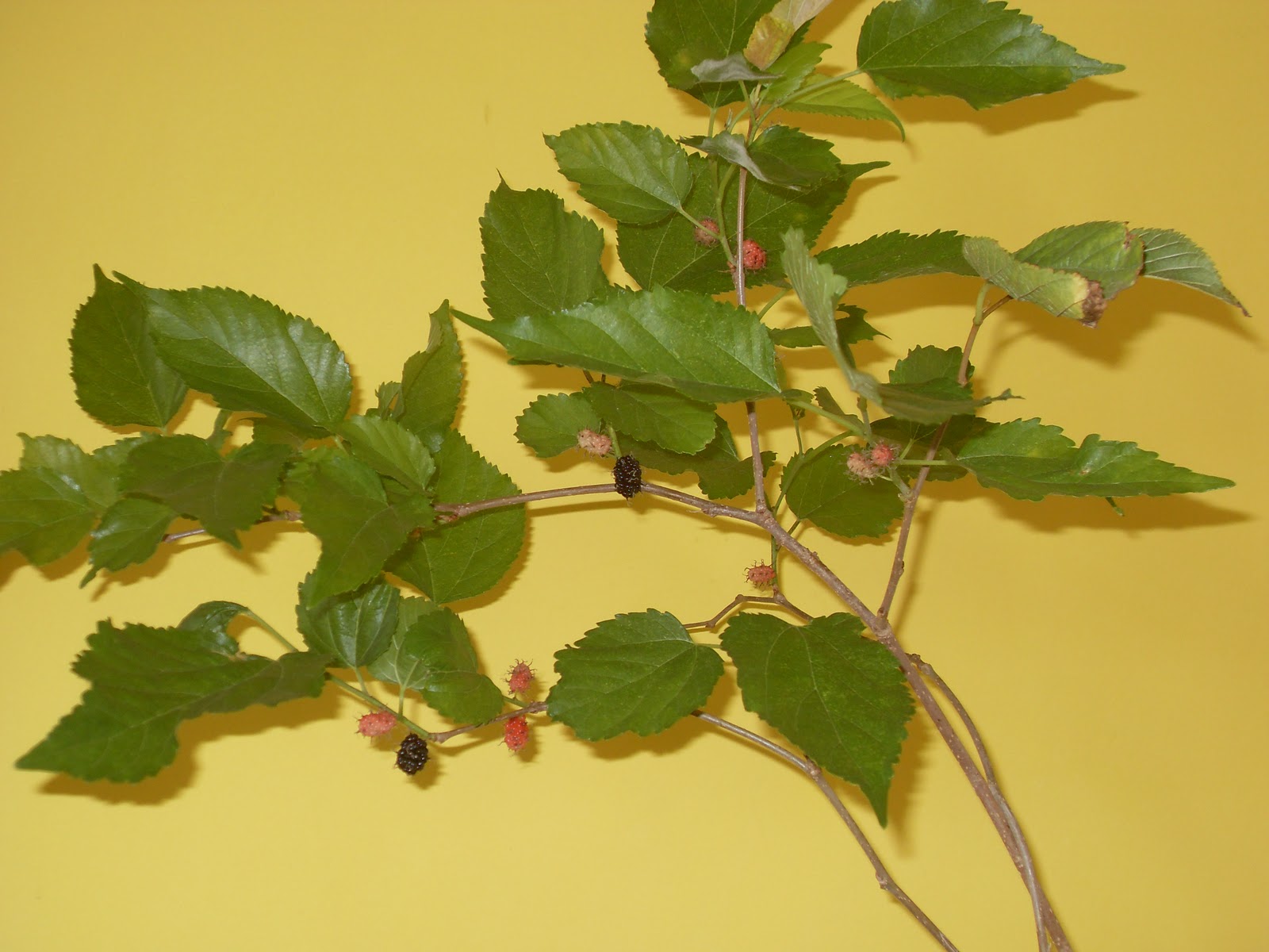 Portal Verde Jardim: Amoreira