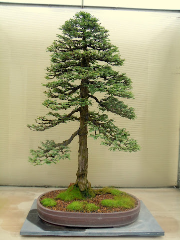 The Oregon Trail: Pacific Rim Bonsai Collection