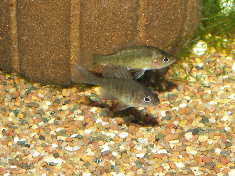 ID juvenile MN sunfish - Identification Assistance - NANFA Forum