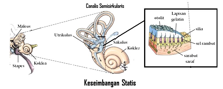 Struktur dan Anatomi Telinga | Andromeda