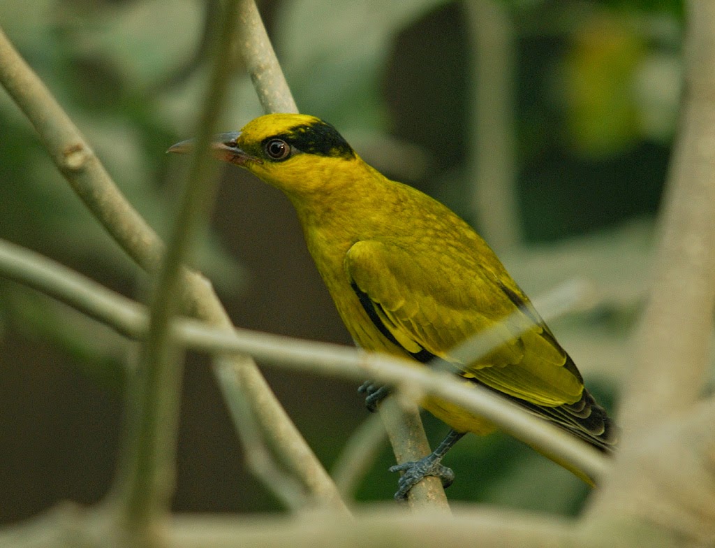 Nature watch: 2009-08-17-Out of the window