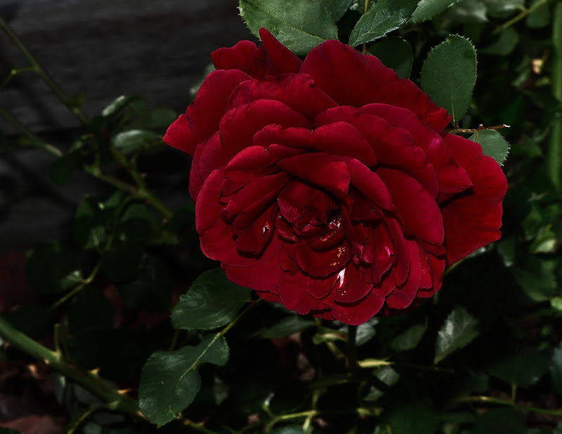 Shooting Red Roses - PentaxForums.com