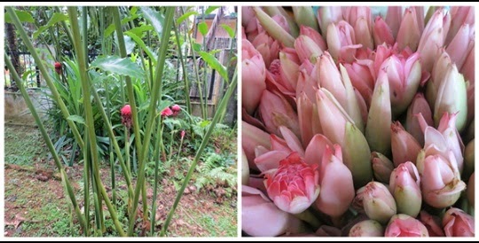 INFO:KHASIAT BUNGA KANTAN